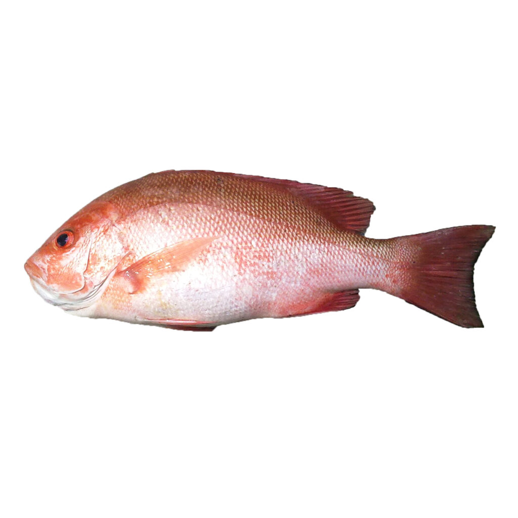 FISH Archives - Iloilo Supermart Online- Aton Guid ini!