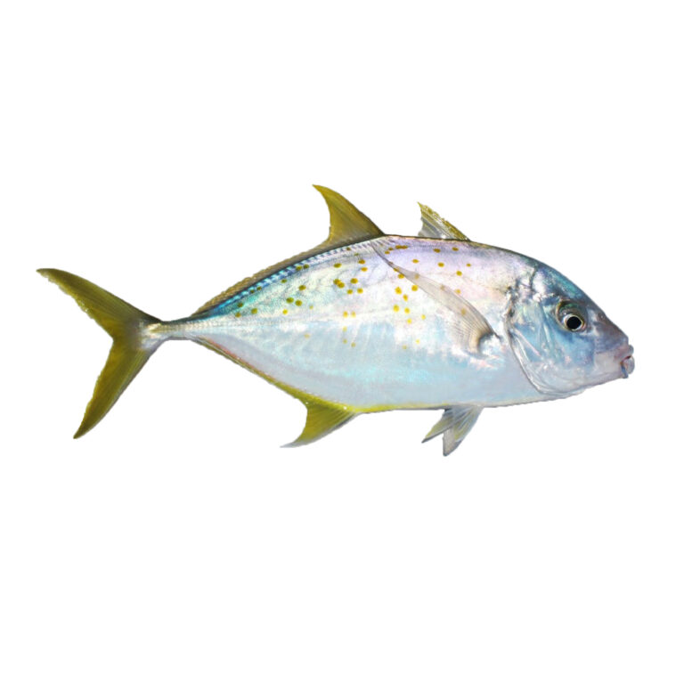 FISH Archives - Page 2 of 3 - Iloilo Supermart Online- Aton Guid ini!