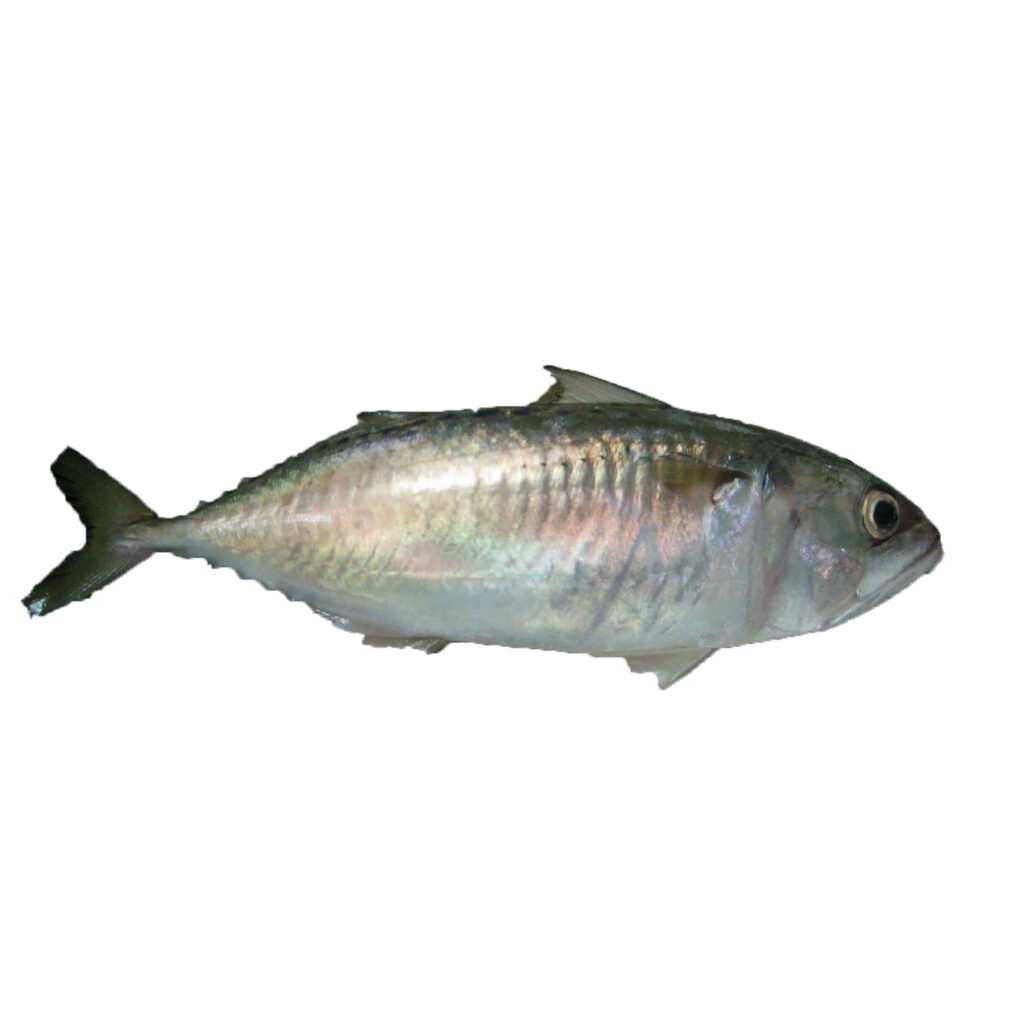 GUMAA (FISH) LARGE / KG - Iloilo Supermart Online- Aton Guid ini!