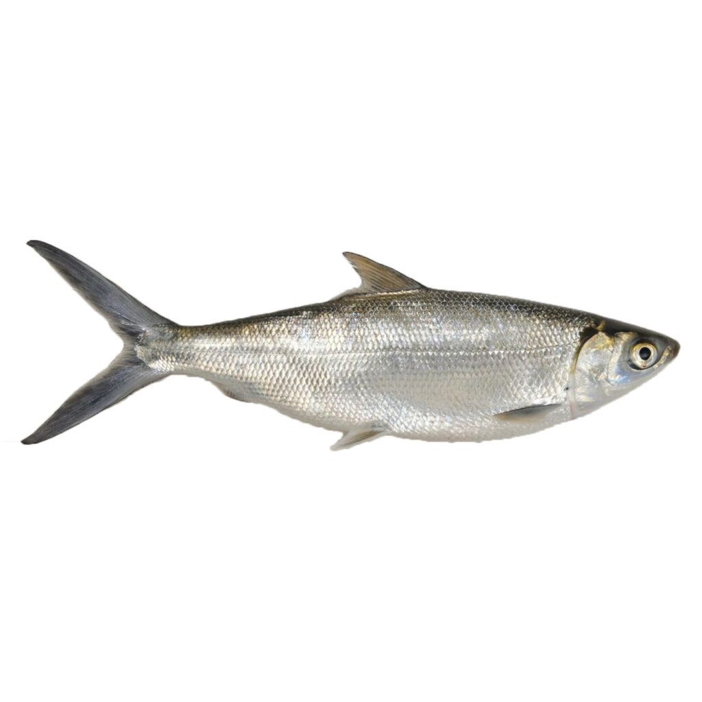 FISH Archives - Iloilo Supermart Online- Aton Guid ini!